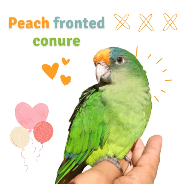 Peach fronted conure - Description Distribution Habitat Conservation status