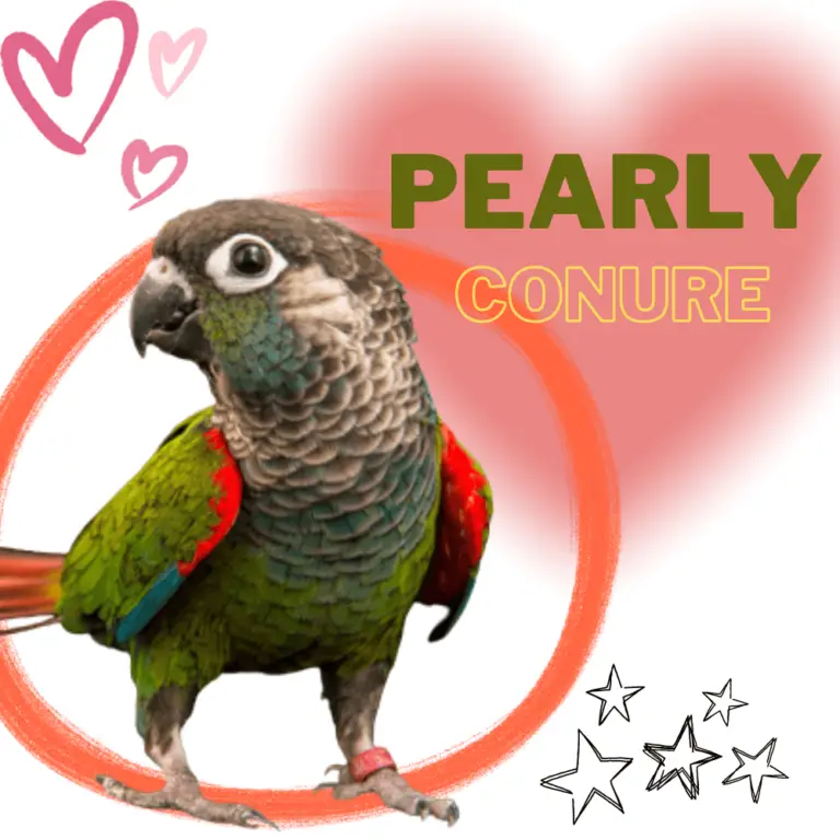 Pearly conure - Description Habitat Food Reproduction Lifestyle