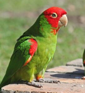 Red-Masked Conure - Personality Distribution and Habitat Diet