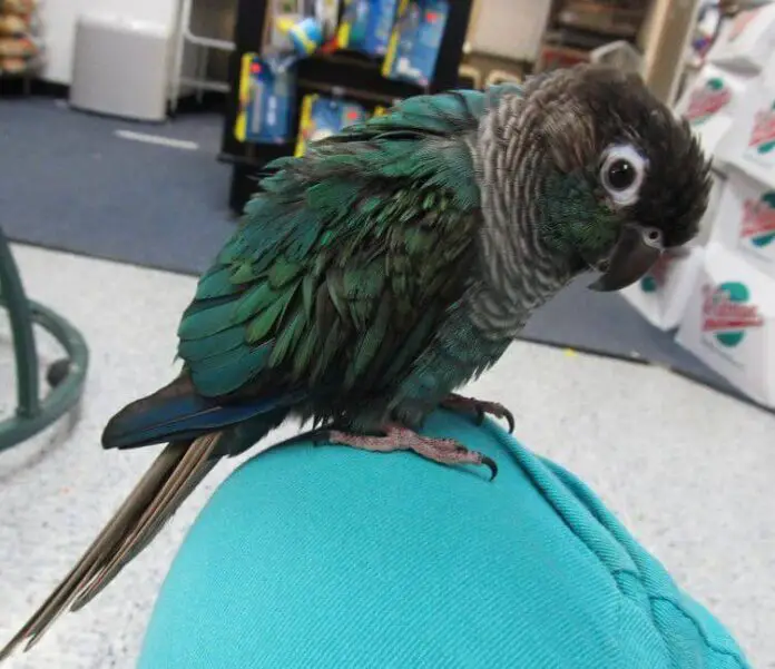 green cheek conure turquoise - turquoise conure habitat color lifespan