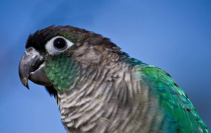 green cheek conure turquoise - turquoise conure habitat color lifespan