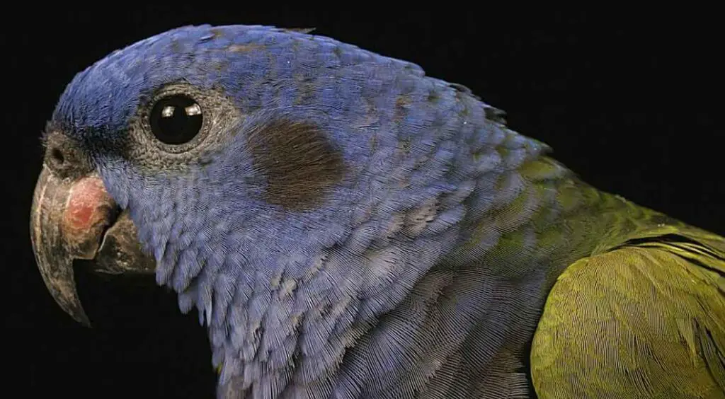 Blue bird parrot - All Different Types Of Blue Parrots