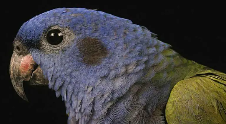 Blue parrots - All Different Types Of Blue Parrots | Blue parrot types