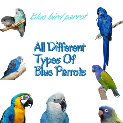 Blue bird parrot - All Different Types Of Blue Parrots