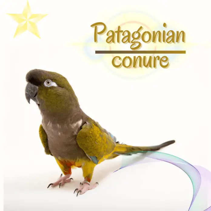 Patagonian conure - Sound Habitat Behavior Diet and Reproduction