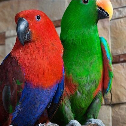 Eclectus parrot - Eclectus parrot male and female Personality Behavior