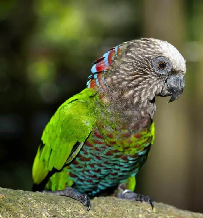 Hawk-headed parrot -Hawk headed parrot for adoption