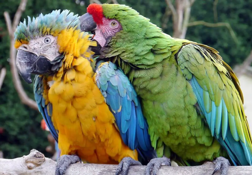 Macaw type - How many macaw species are there
