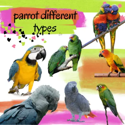 Parrots green - Types of green parrots | Parrot green color