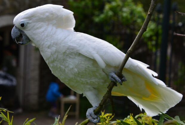 White cockatoo - Habitat Description Reproduction and Behavior