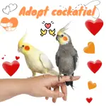 Cockatiel bird - Everything you need to know about the cockatiel bird