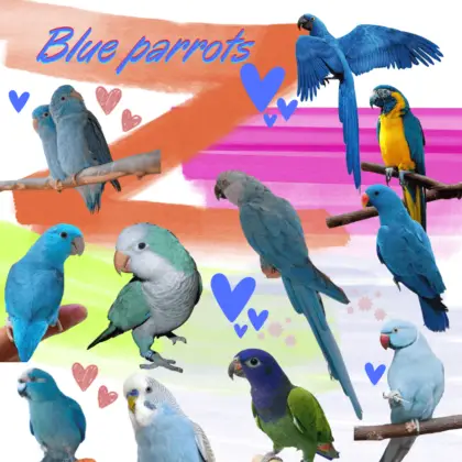 Blue parrots - All Different Types Of Blue Parrots | Blue parrot types