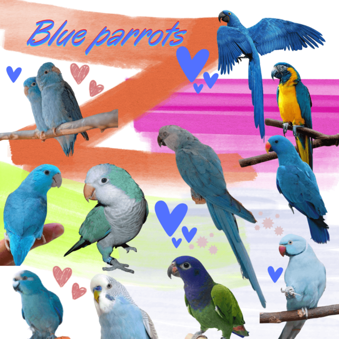 Blue parrots - All Different Types Of Blue Parrots | Blue parrot types