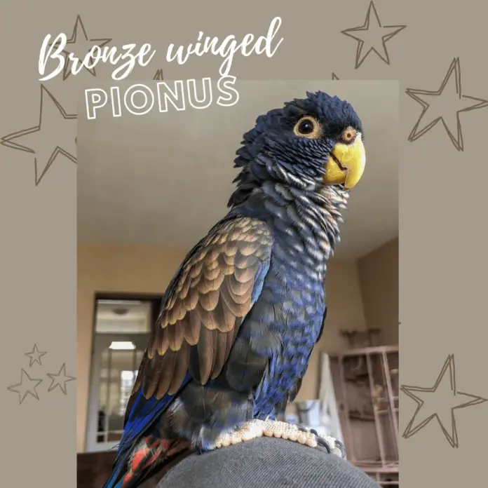 Pionus parrot - Types Habitat Diet Breeding and Lifestyle