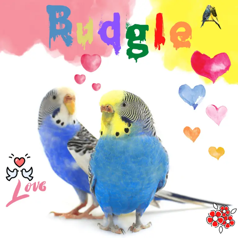 Rare budgie bird - Rare budgie color | Budgerigar mutation
