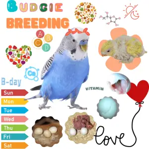Budgie breeding - How to prepare their environment for reproduction?
