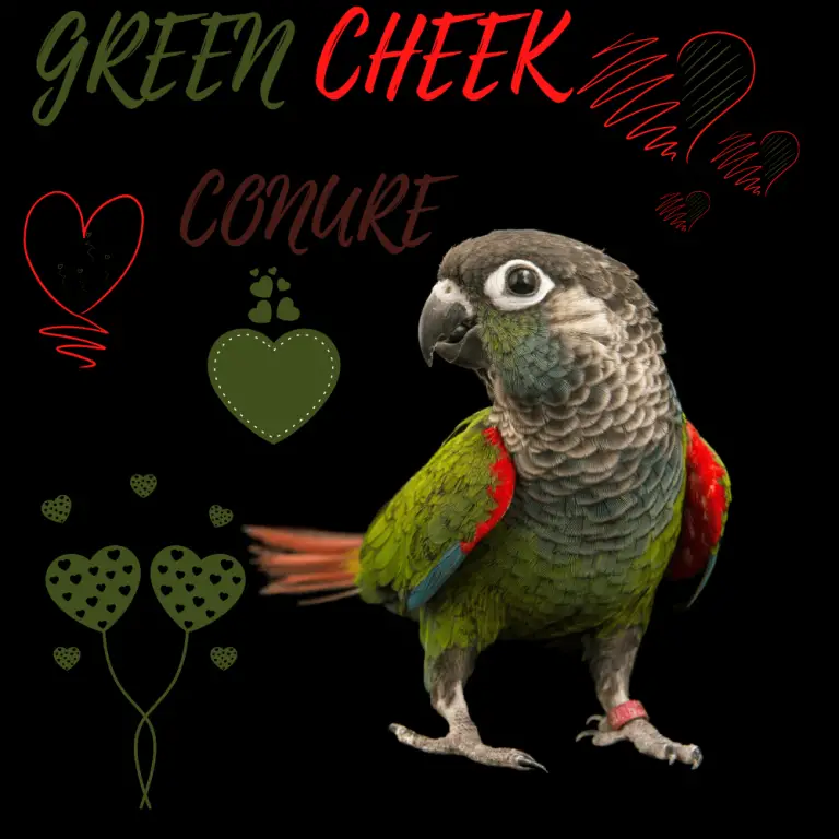 Parrots green - Types of green parrots | Parrot green color