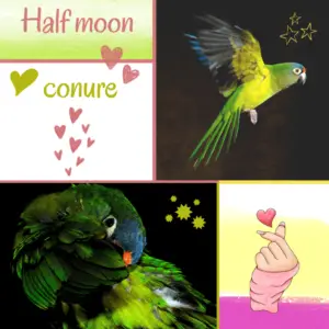 Half moon conure - Caring for the half moon conure Health and Diet