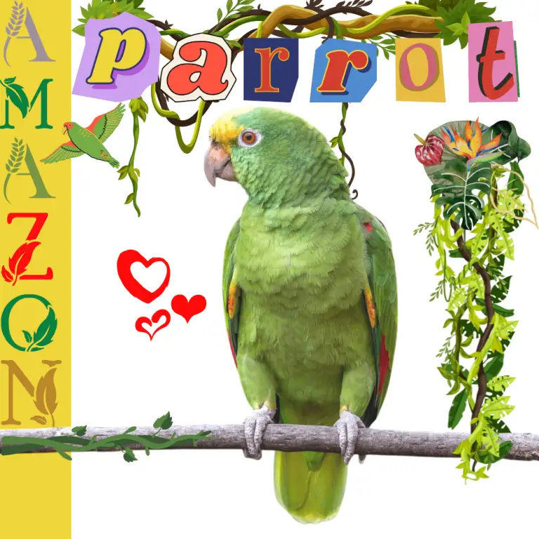 Talking parrot - How do parrot talk | Why do parrot talk