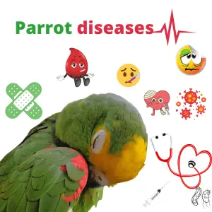 Parrot diseases - Diseases from parrots | Parrot feather disease