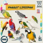Parrot lifespan - What is the average lifespan of a parrot