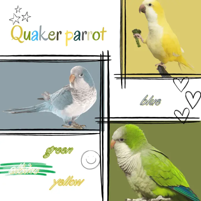 Quaker parrot - Habitat Food Behavior Breeding and Mutations