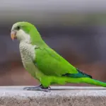 Quaker parrot - Habitat Food Behavior Breeding and Mutations