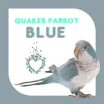 Quaker parrot - Habitat Food Behavior Breeding and Mutations