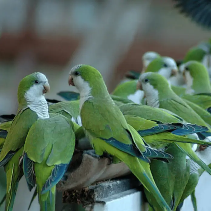 Monk parakeet - Quaker parrot Care food Training Size and Lifespan