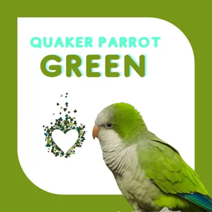 Quaker parrot - Habitat Food Behavior Breeding and Mutations