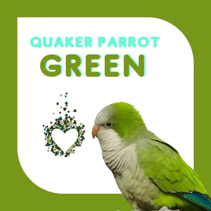 Quaker parrot - Habitat Food Behavior Breeding and Mutations