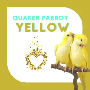 Quaker parrot - Habitat Food Behavior Breeding and Mutations
