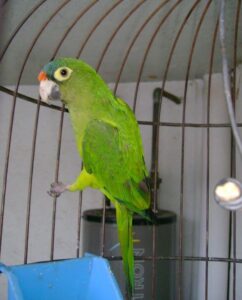 Half moon conure - Caring for the half moon conure Health and Diet