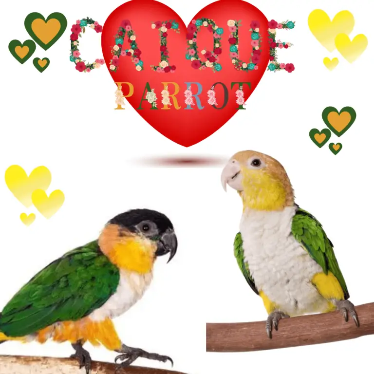 Small parrots - Types of small parrots | Small parrots as pets