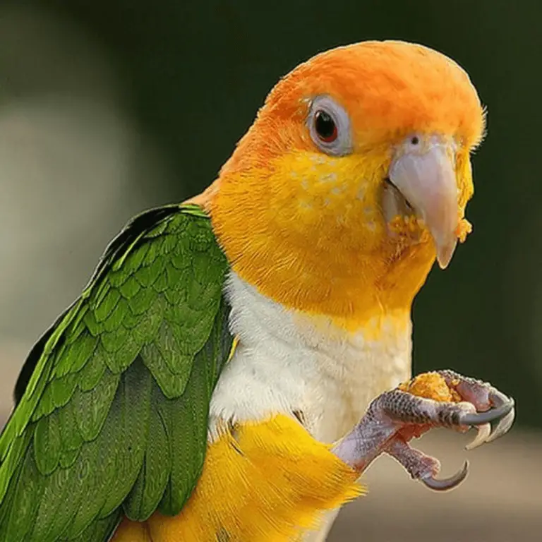 white-bellied caique - Habitat Bihavior Diet Nesting and Protection