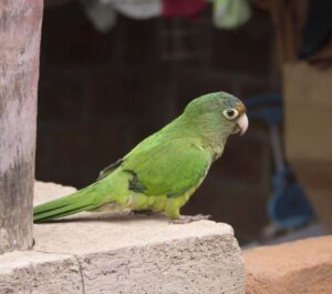 Half moon conure - Caring for the half moon conure Health and Diet