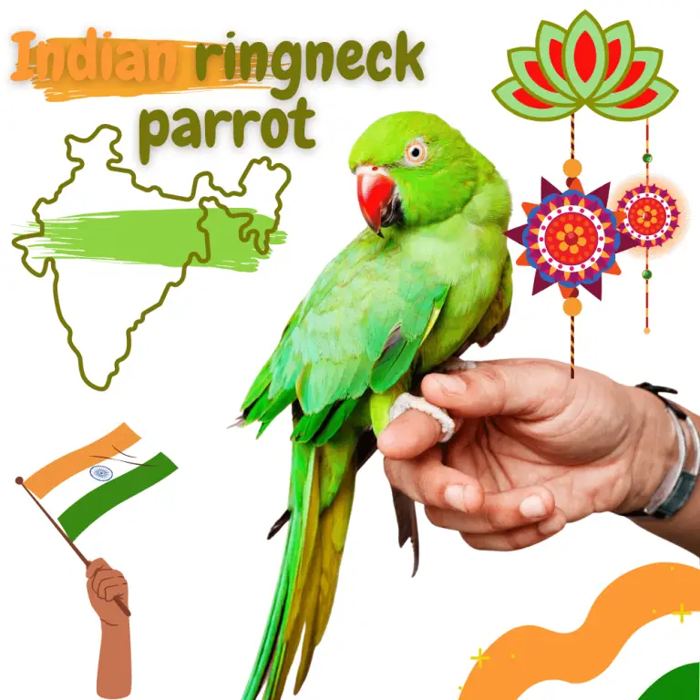 Indian ringneck parrot - Everything you need to know about ringneck parrot