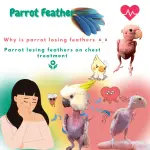 Parrot diseases - Diseases from parrots | Parrot feather disease