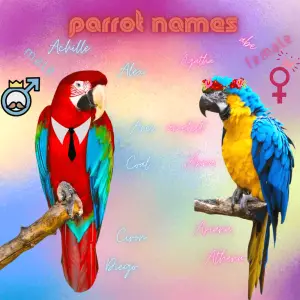 Parrot name - Green cheek Beautiful Names for male and female parrots