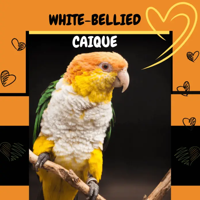 white-bellied caique - Habitat Bihavior Diet Nesting and Protection