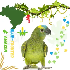 Blue-fronted amazon - Facts Behavior Breeding Health and Food