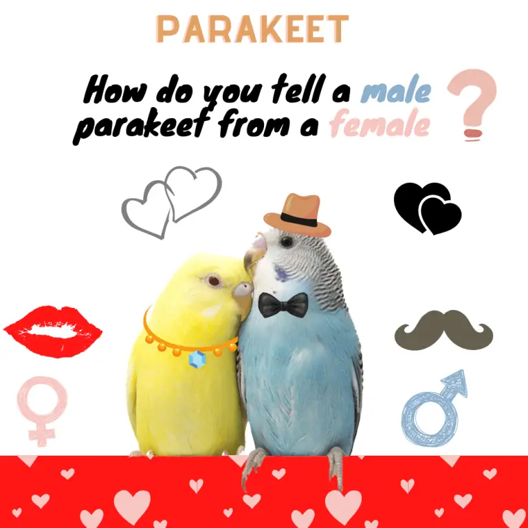 Parakeet male and female - How do you tell a male parakeet from a female
