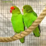 Lovebird colors - What colors are love birds | different lovebird colors