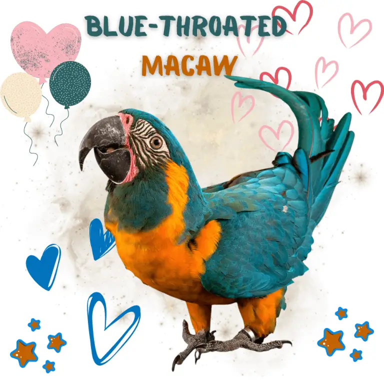 Blue-throated macaw - Caninde macaw Personality and Endangered