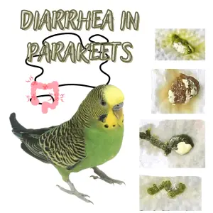 Diarrhea in parakeets - How does diarrhea manifest in parakeets