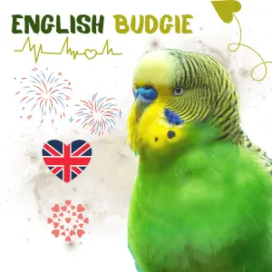 English budgie - Personality Colors Size Care and Breeding