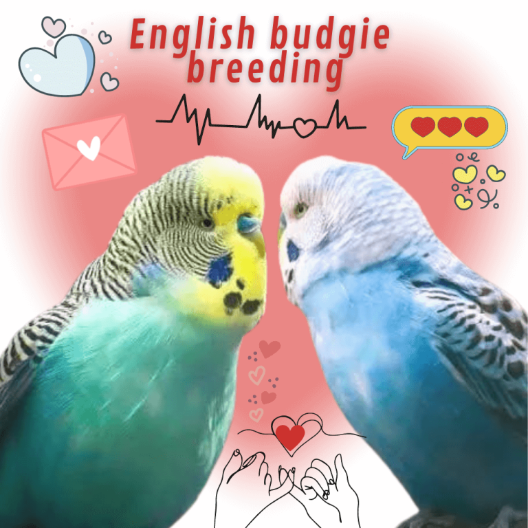English budgie - Personality Colors Size Care and Breeding