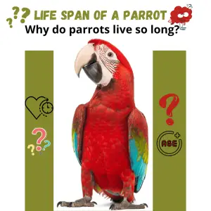 Life span of a parrot - Why do parrots live so long | parrot longest ...
