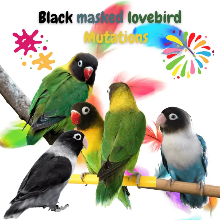 Yellow-collared lovebird - Masked Lovebird Mutations personality and Care