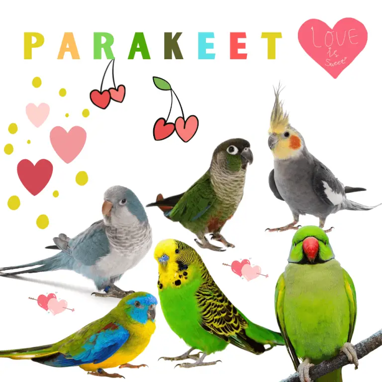 Parrot lifespan - What is the average lifespan of a parrot